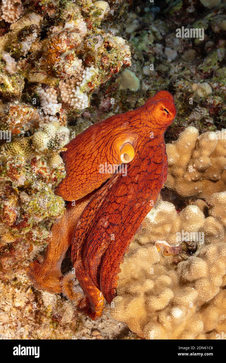 Female octopus swimming underwater hi-res stock photography and images ...