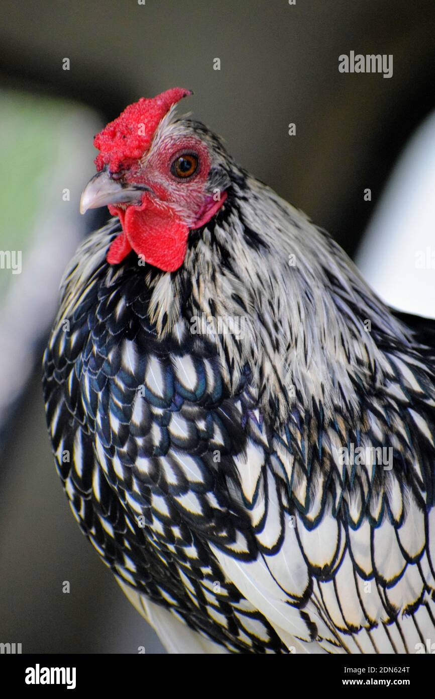 Silver sebright chicken hi-res stock photography and images - Alamy