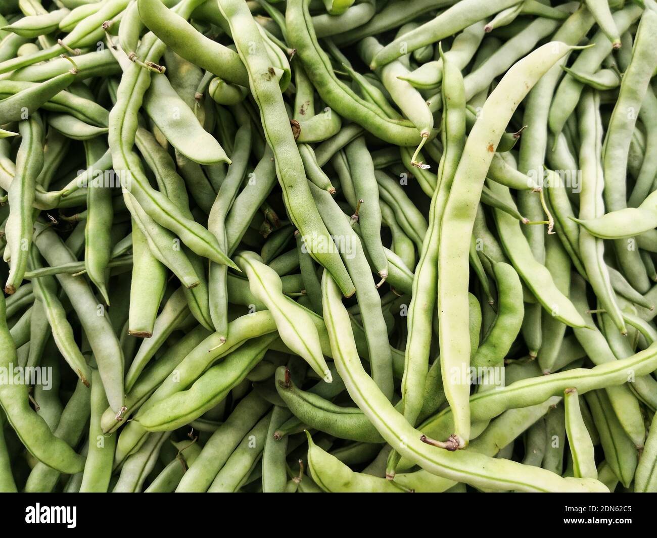 Jerusalem bean hi-res stock photography and images - Alamy