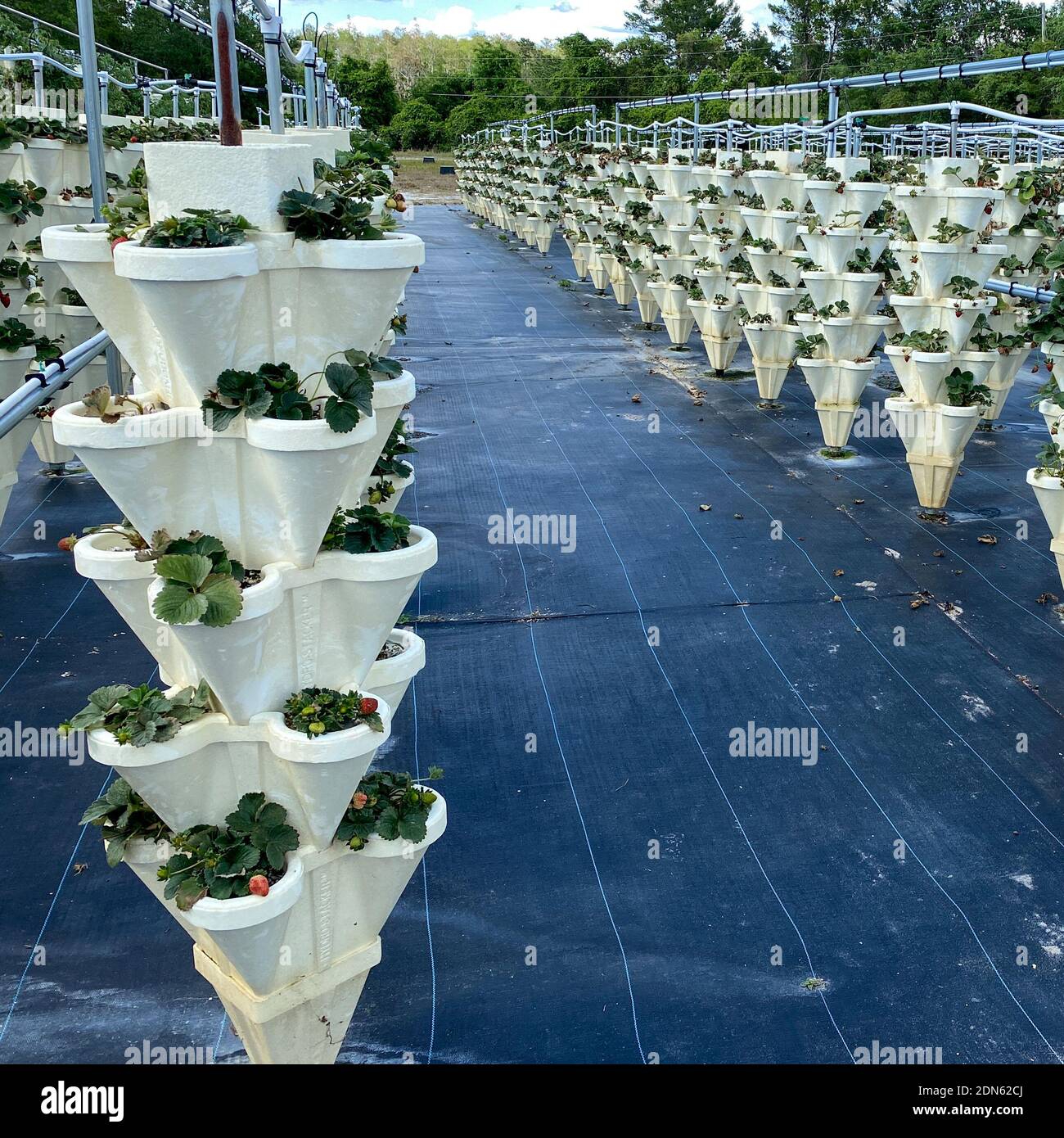 Rows of Hydroponic containers filled with strawberries growing on a ...
