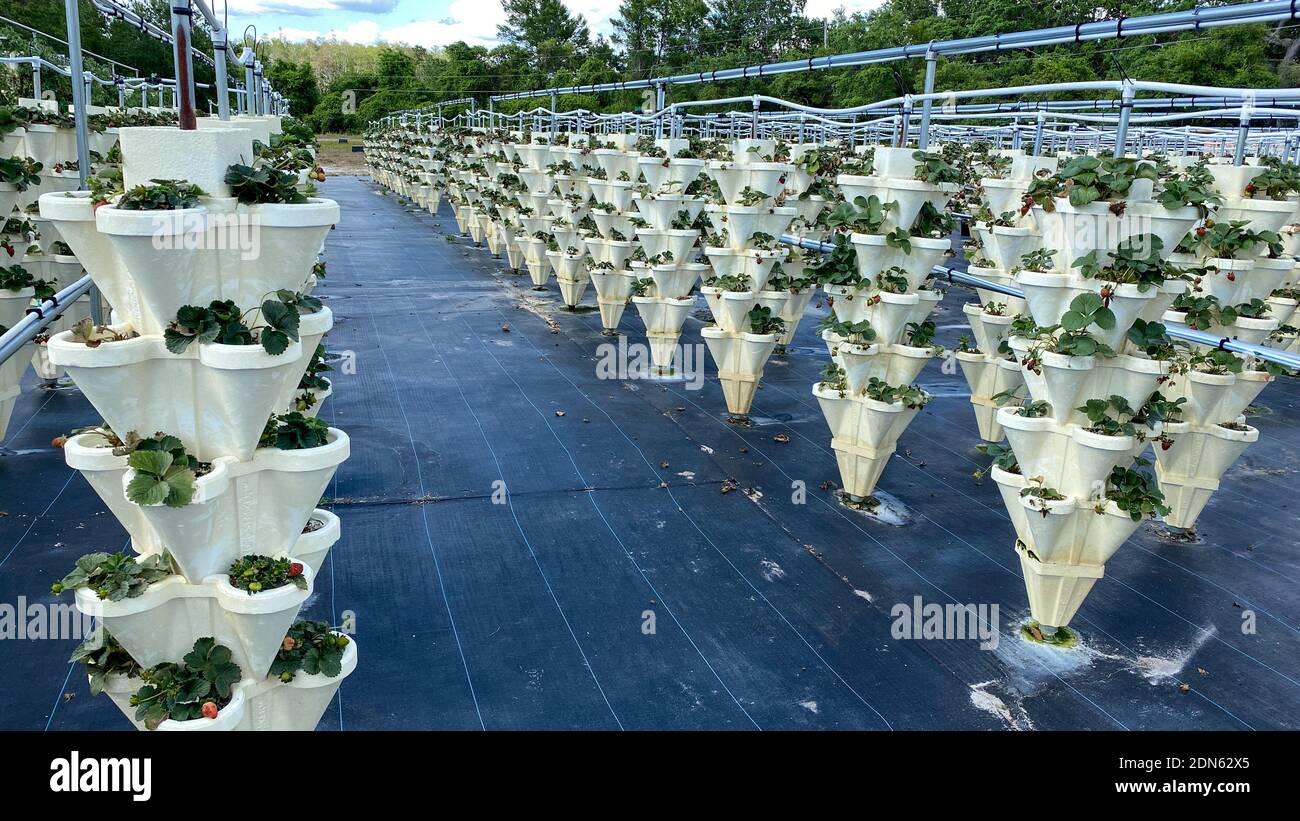 Rows of Hydroponic containers filled with strawberries growing on a ...
