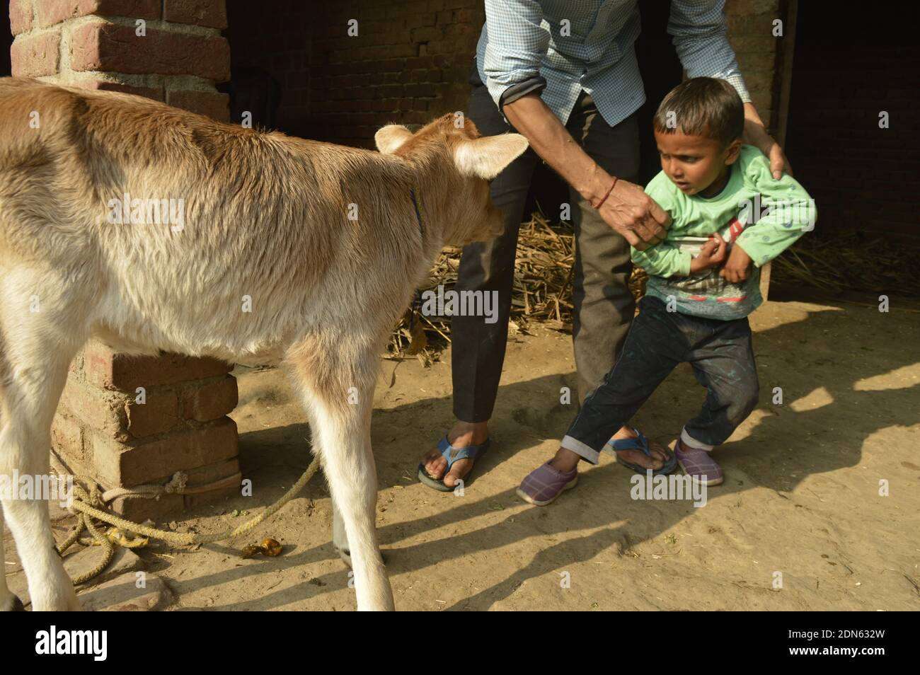 Father calf hi-res stock photography and images - Alamy