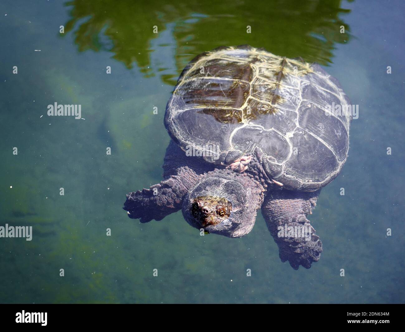 Snapping Turtle Swimming Underwater High Resolution Stock Photography ...