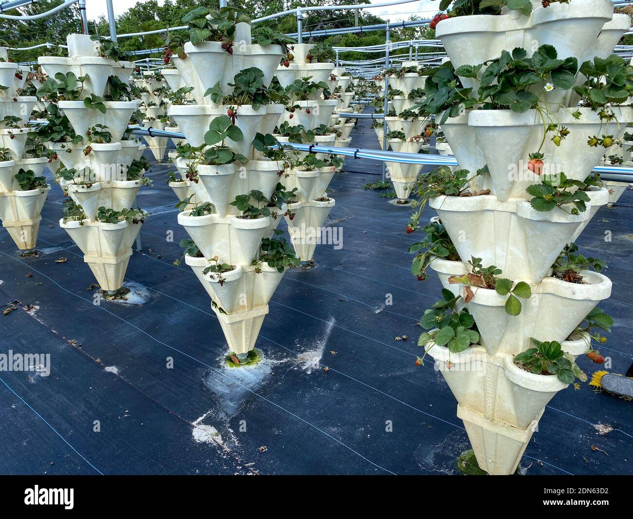 Rows of Hydroponic containers filled with strawberries growing on a ...