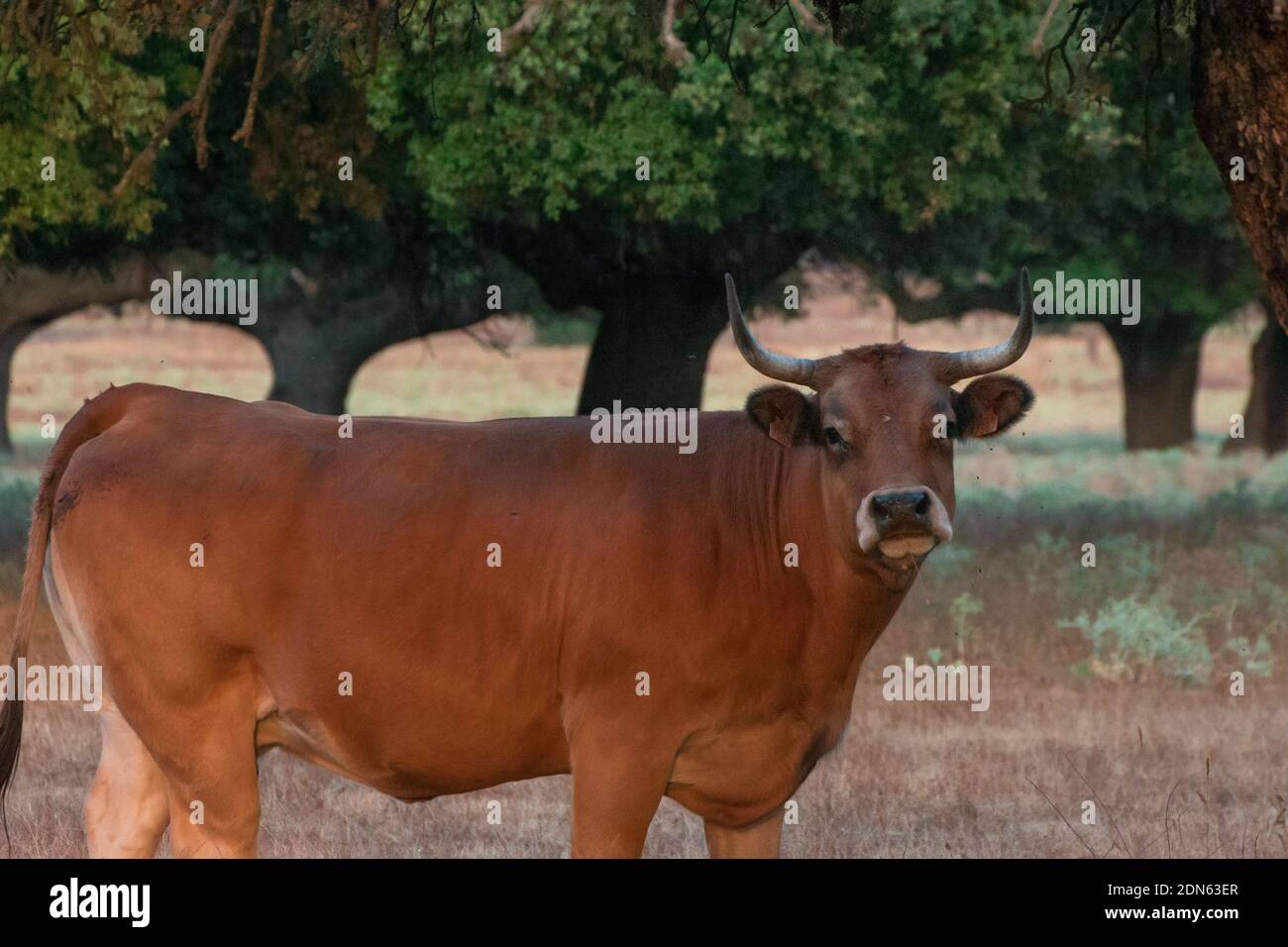 Tarentaise cattle hi-res stock photography and images - Alamy