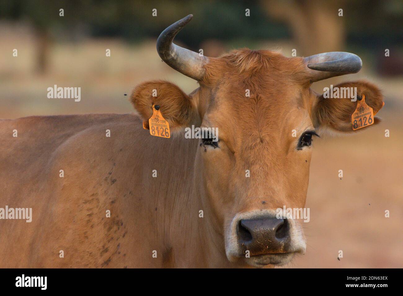 Tarentaise cattle hi-res stock photography and images - Alamy