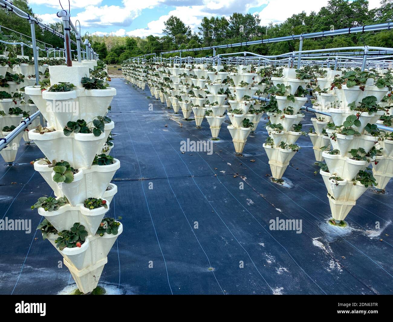 Rows of Hydroponic containers filled with strawberries growing on a ...