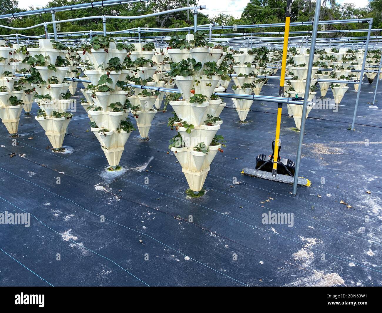 Rows of Hydroponic containers filled with strawberries growing on a ...