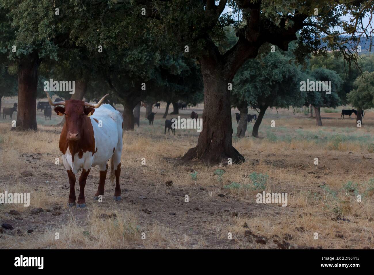 Berrenda cattle hi-res stock photography and images - Alamy