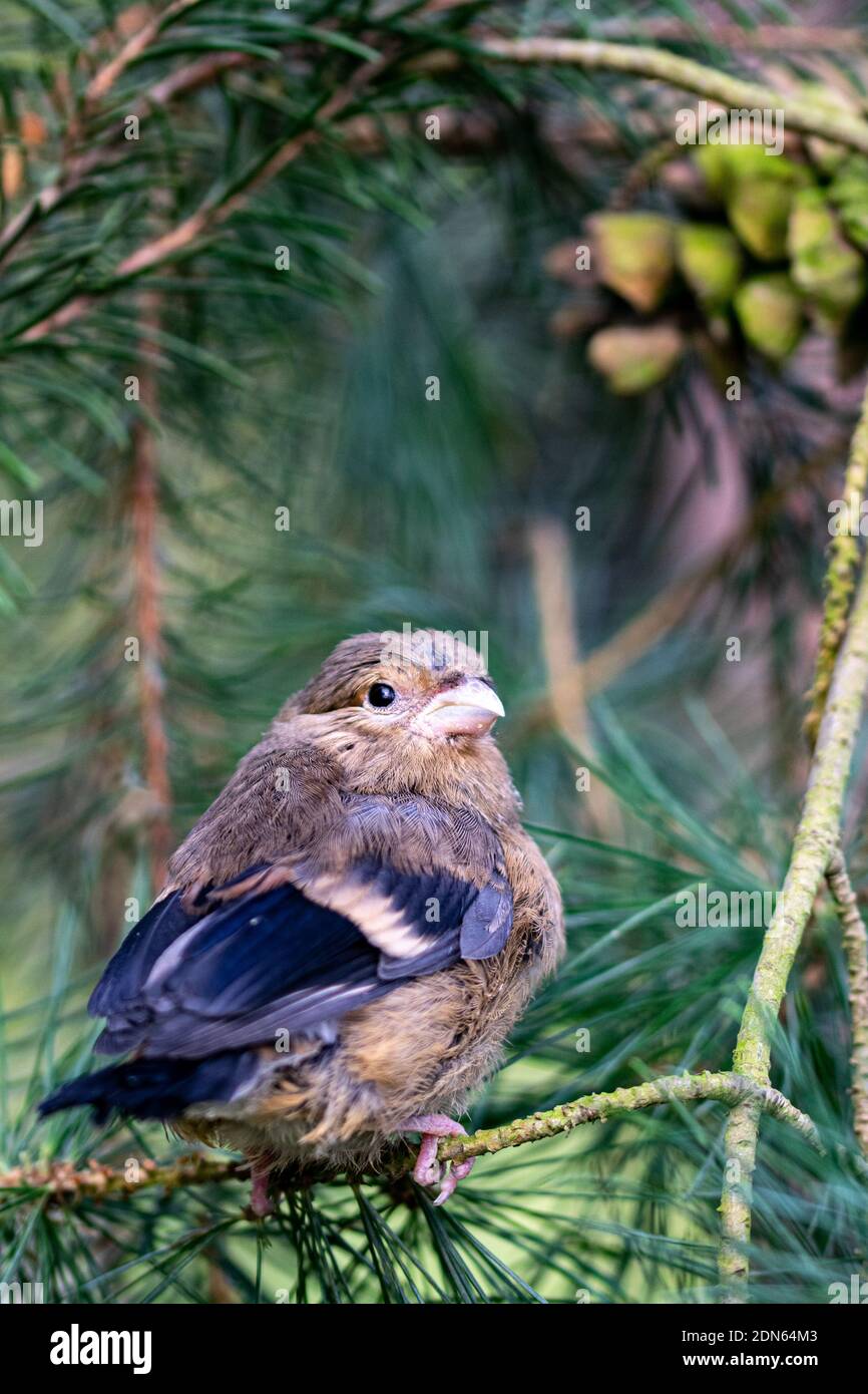 Bullfinch fledgling hi-res stock photography and images - Alamy