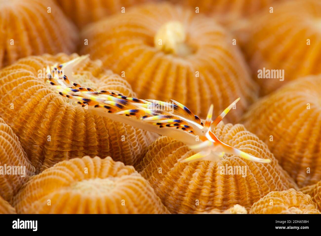 Heliopora polyps hi-res stock photography and images - Alamy