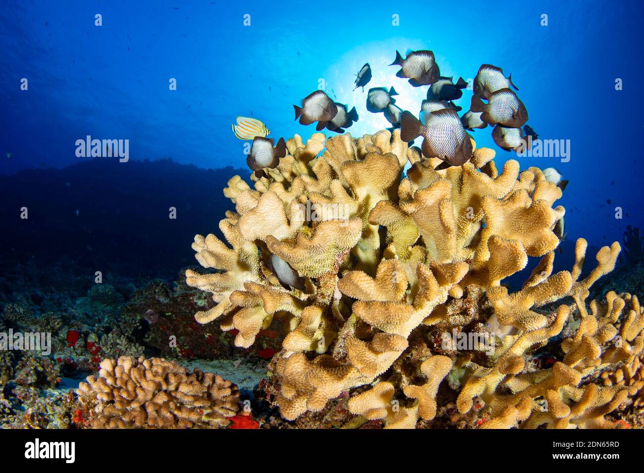 Hawaiian domino damselfish, Dascyllus albisella, endemic to Hawaii, aka ...