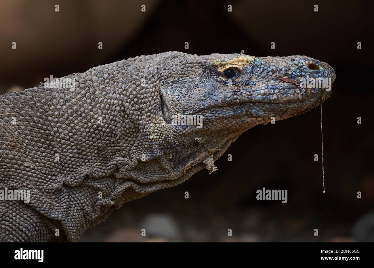 Komodo dragon saliva hi-res stock photography and images - Alamy