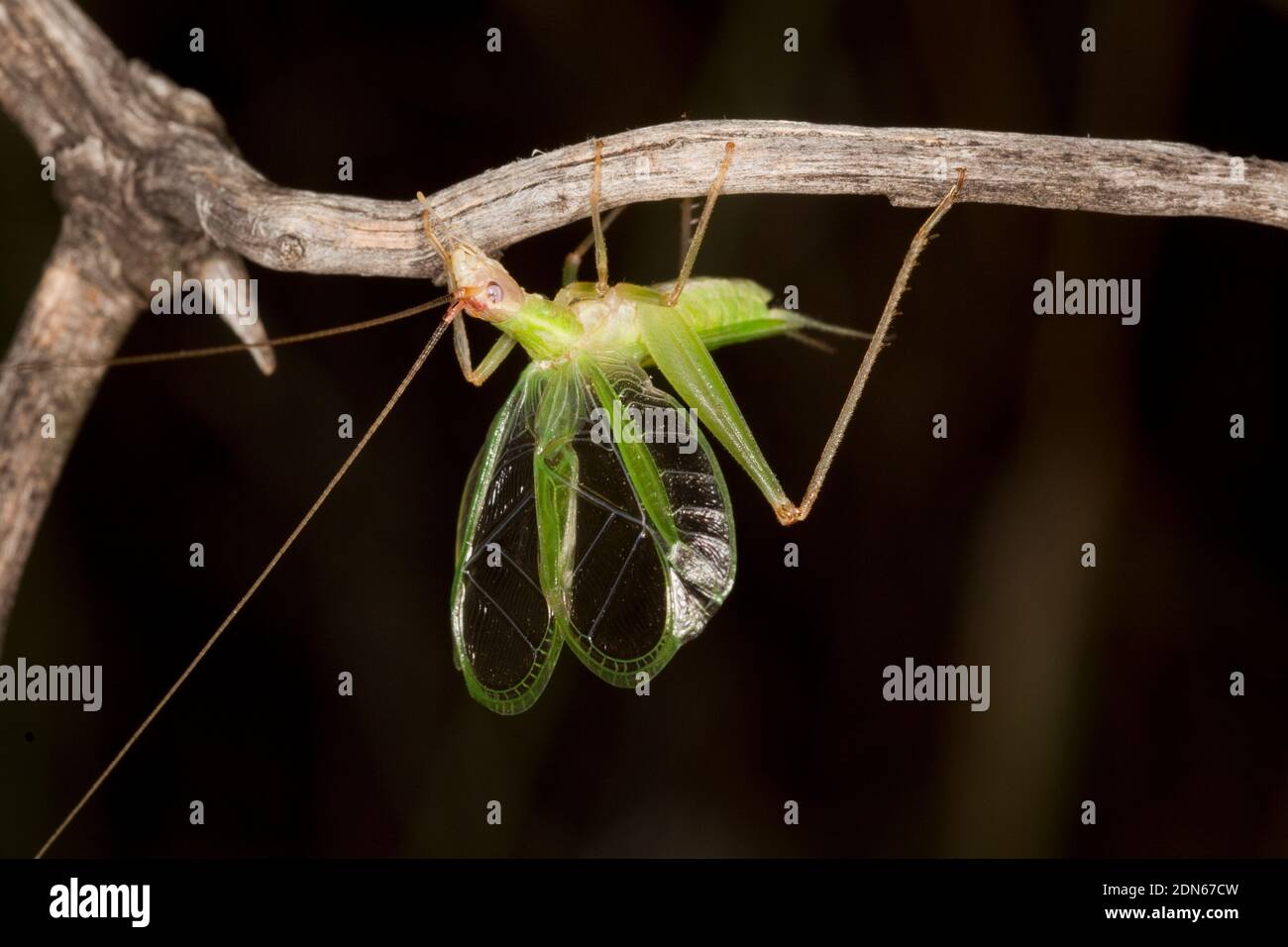 Western Tree Cricket male, Oecanthus californicus, Gryllidae. Singing ...