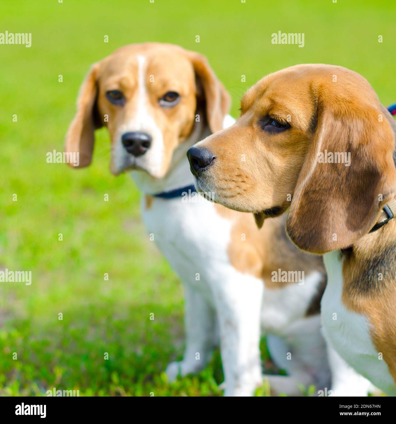 Beagle dogs hi-res stock photography and images - Alamy
