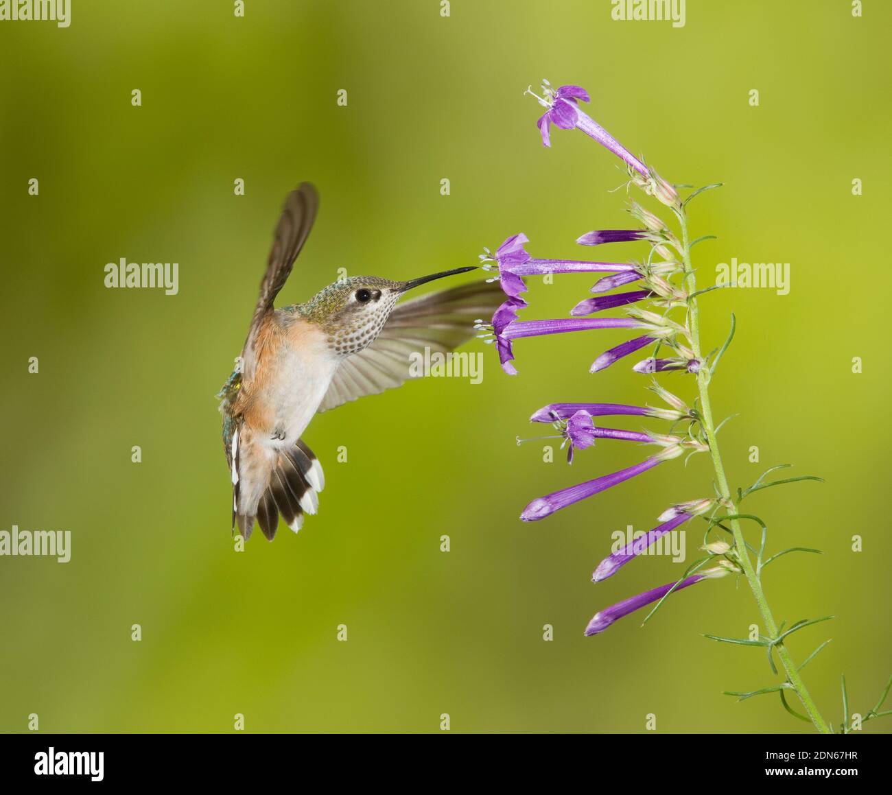 Female calliope hummingbird hi-res stock photography and images - Alamy