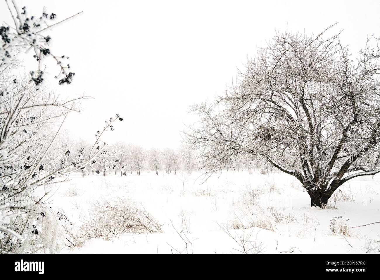 winter landscape of trees with snow Stock Photo - Alamy
