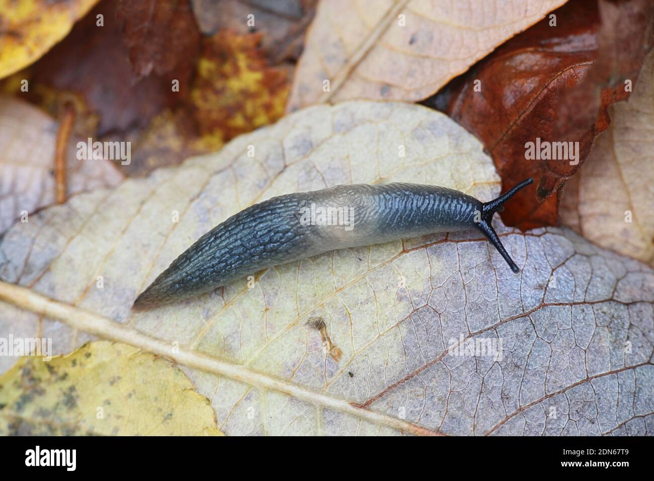 No breathing hi-res stock photography and images - Alamy