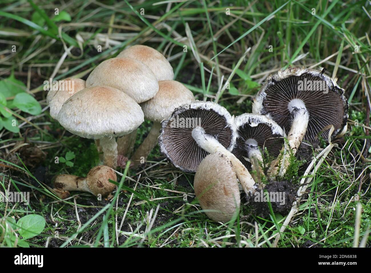 Lacrymaria lacrymabunda, the Weeping Widow, wild mushroom from Finland ...