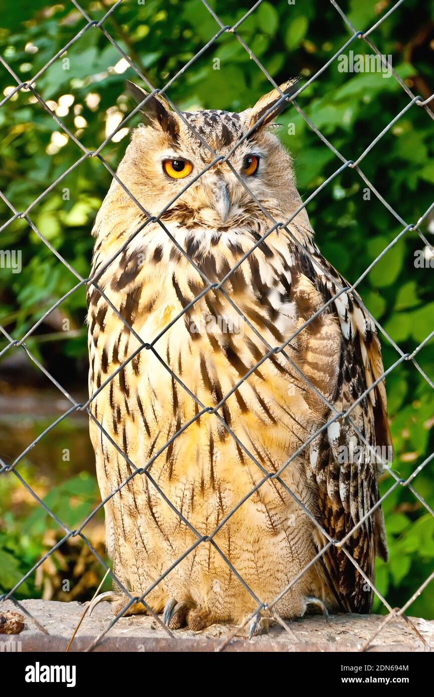 owl in a cage at the zoo Stock Photo - Alamy