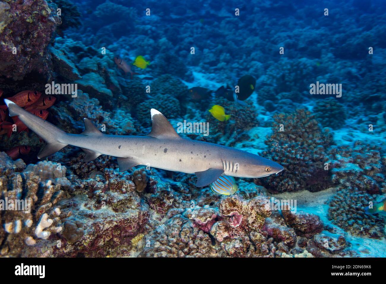 Whitetip reef sharks, Triaenodon obesus, are one of the few species of ...