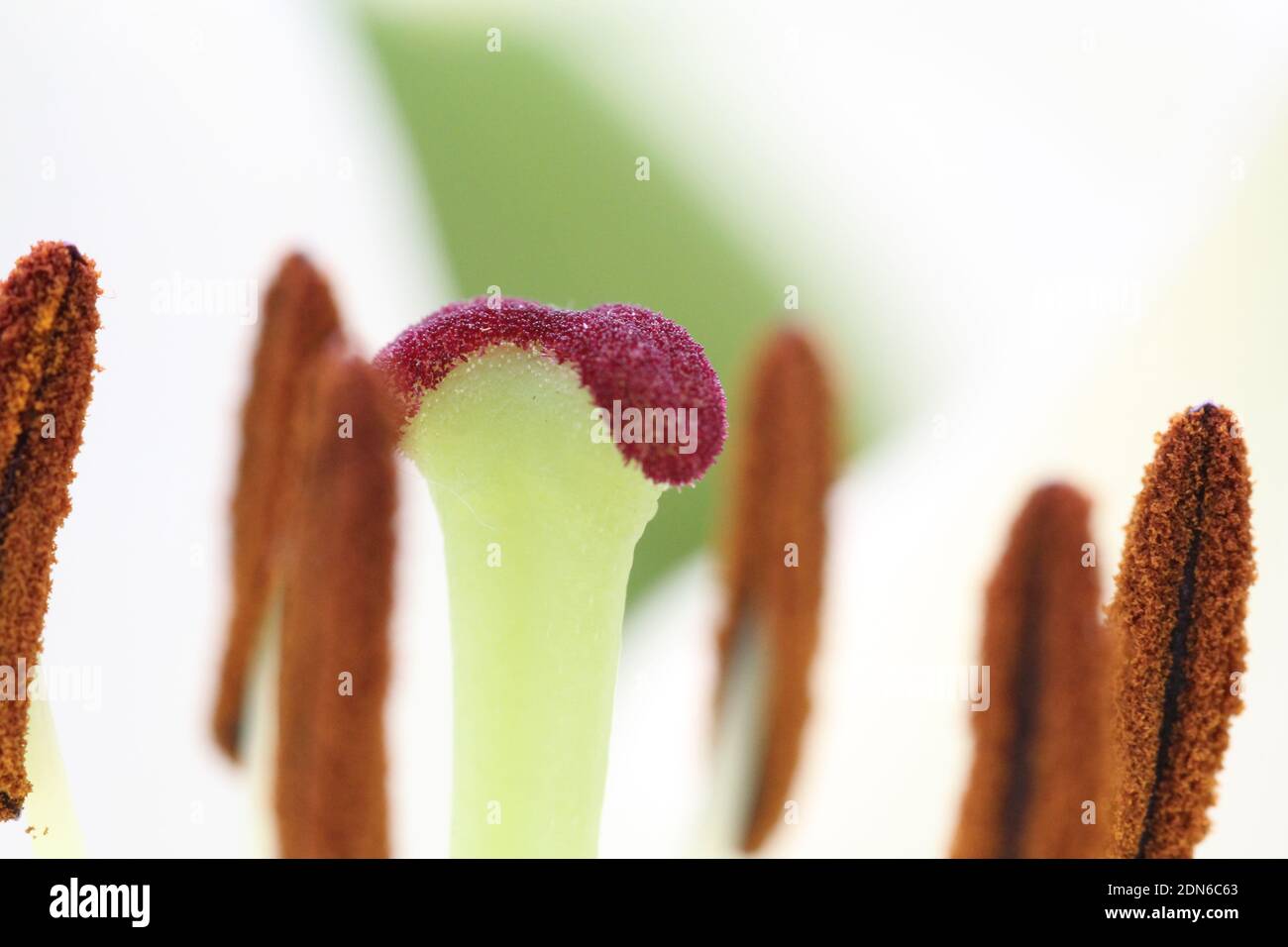 An extreme closeup of the anthers of a tulip flower Stock Photo - Alamy
