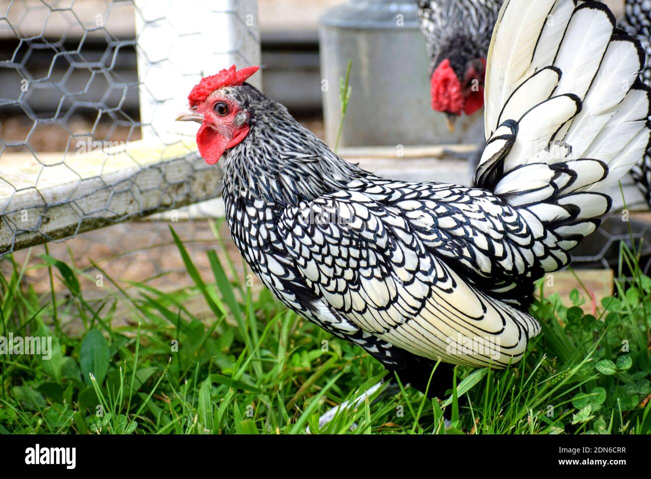 Silver sebright chicken hi-res stock photography and images - Alamy