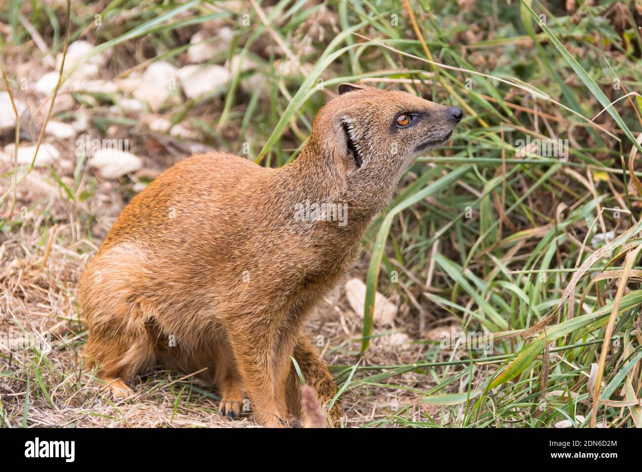 Mongoose side on hi-res stock photography and images - Alamy
