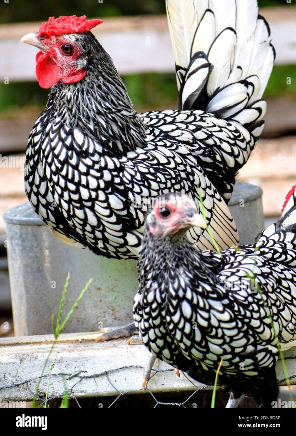 Silver sebright chicken hi-res stock photography and images - Alamy