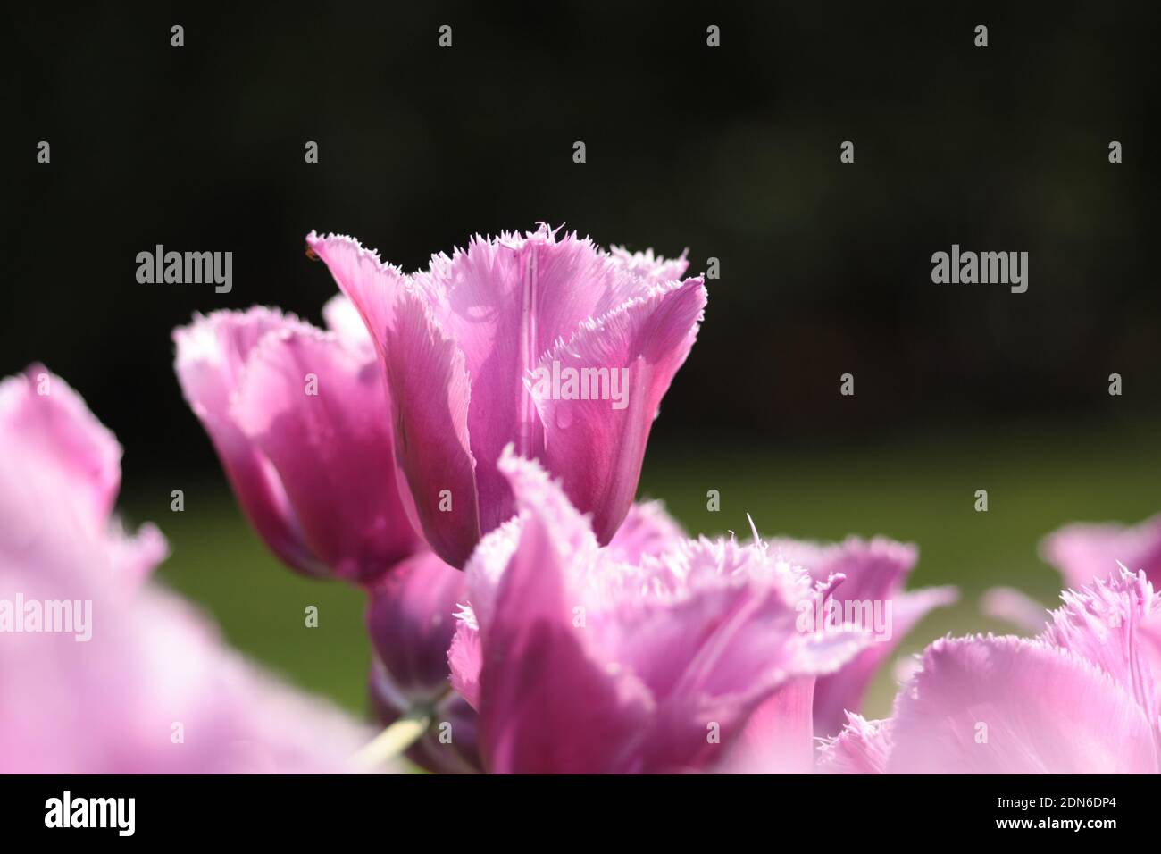 A soft focus of fringed pink tulips blooming at a garden Stock Photo ...