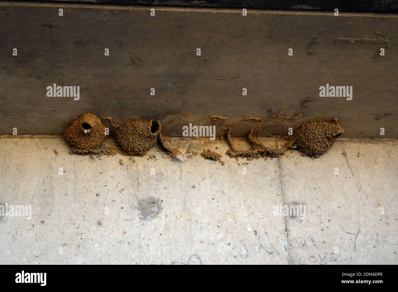 Urban birds building nests hi-res stock photography and images - Alamy