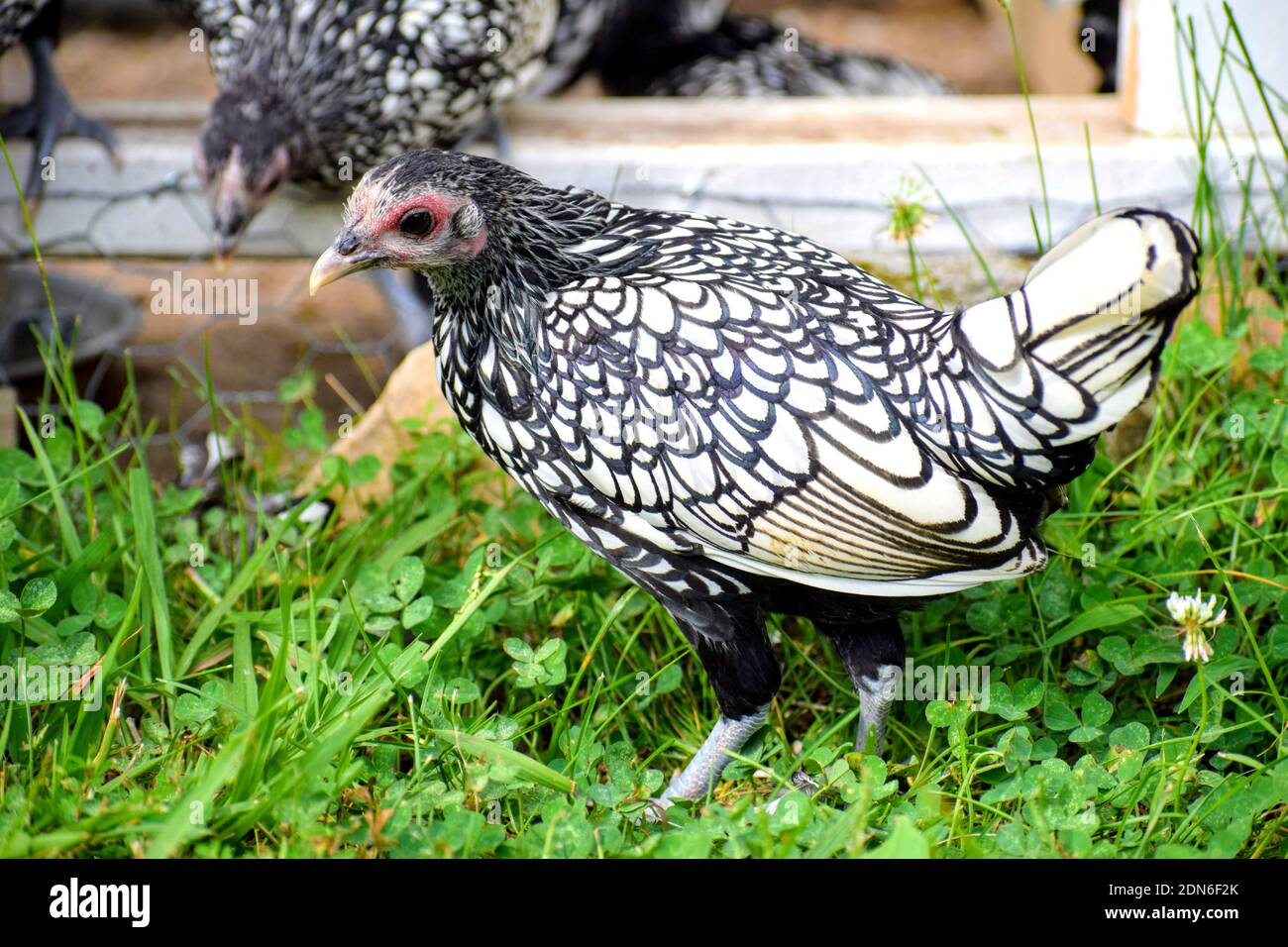Silver sebright chicken hi-res stock photography and images - Alamy