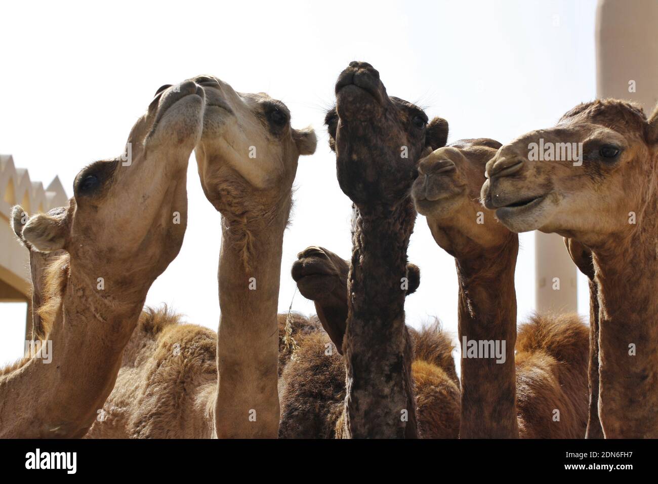 Persian gulf wildlife hi-res stock photography and images - Alamy
