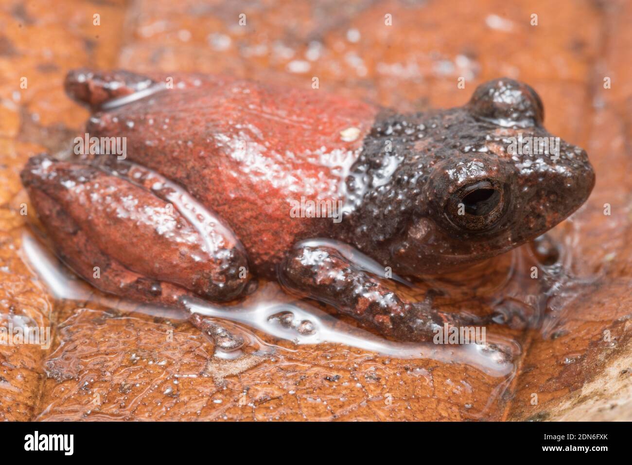 White-striped Robber Frog (Pristimantis luteolateralis) on a leaf in ...