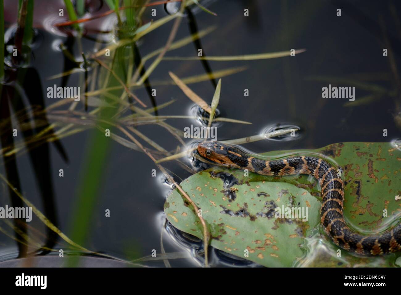 Florida Green Water Snake High Resolution Stock Photography and Images ...