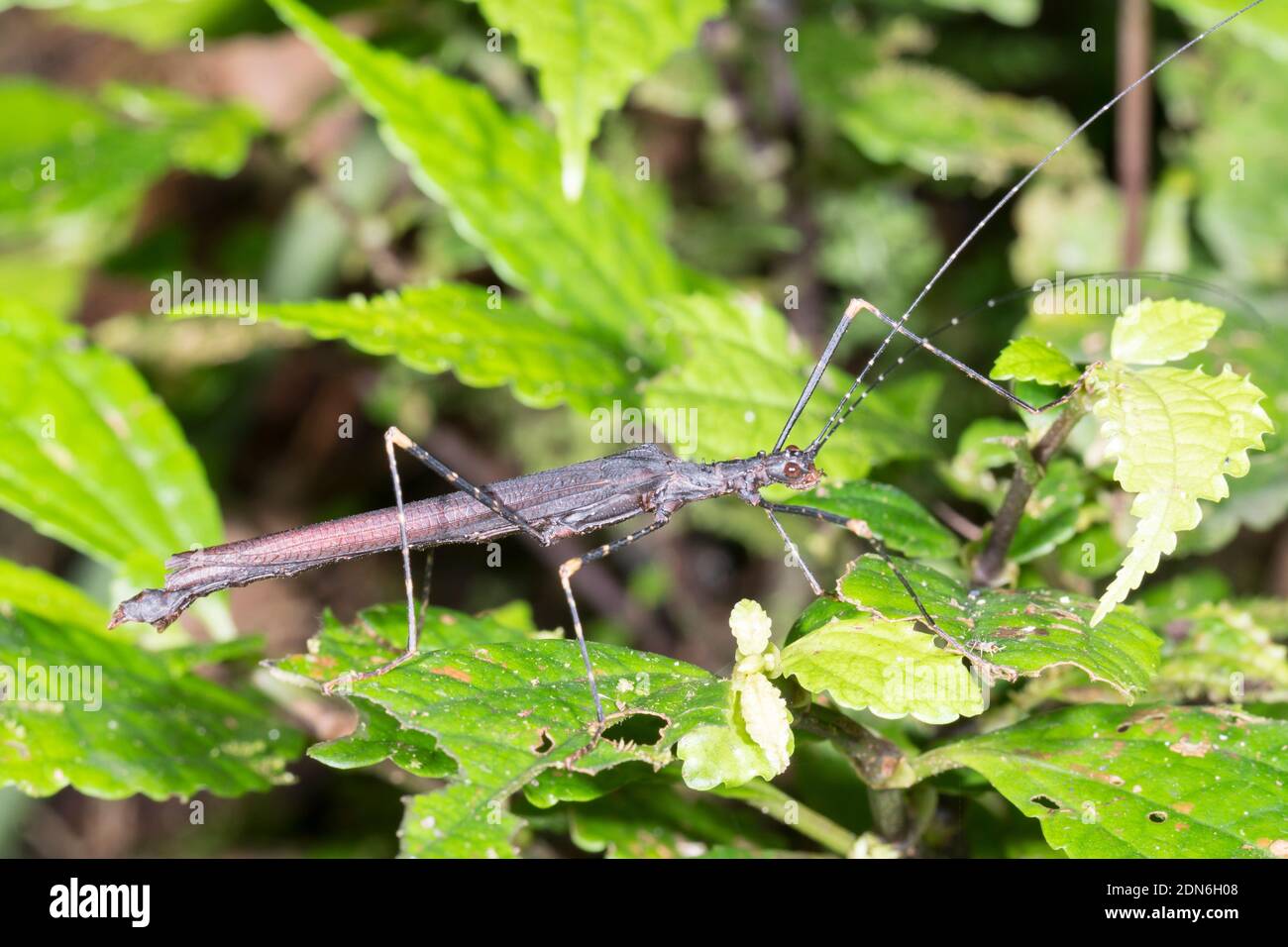 Stick insect (phasmid) on a shrub in the understory of montane ...