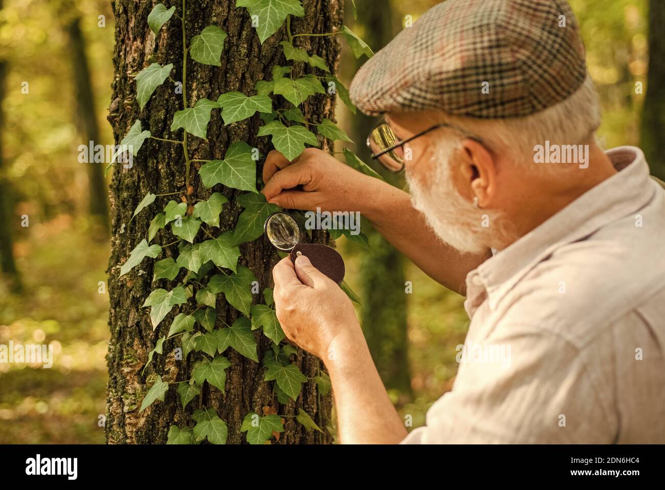 Loupe plants hi-res stock photography and images - Alamy