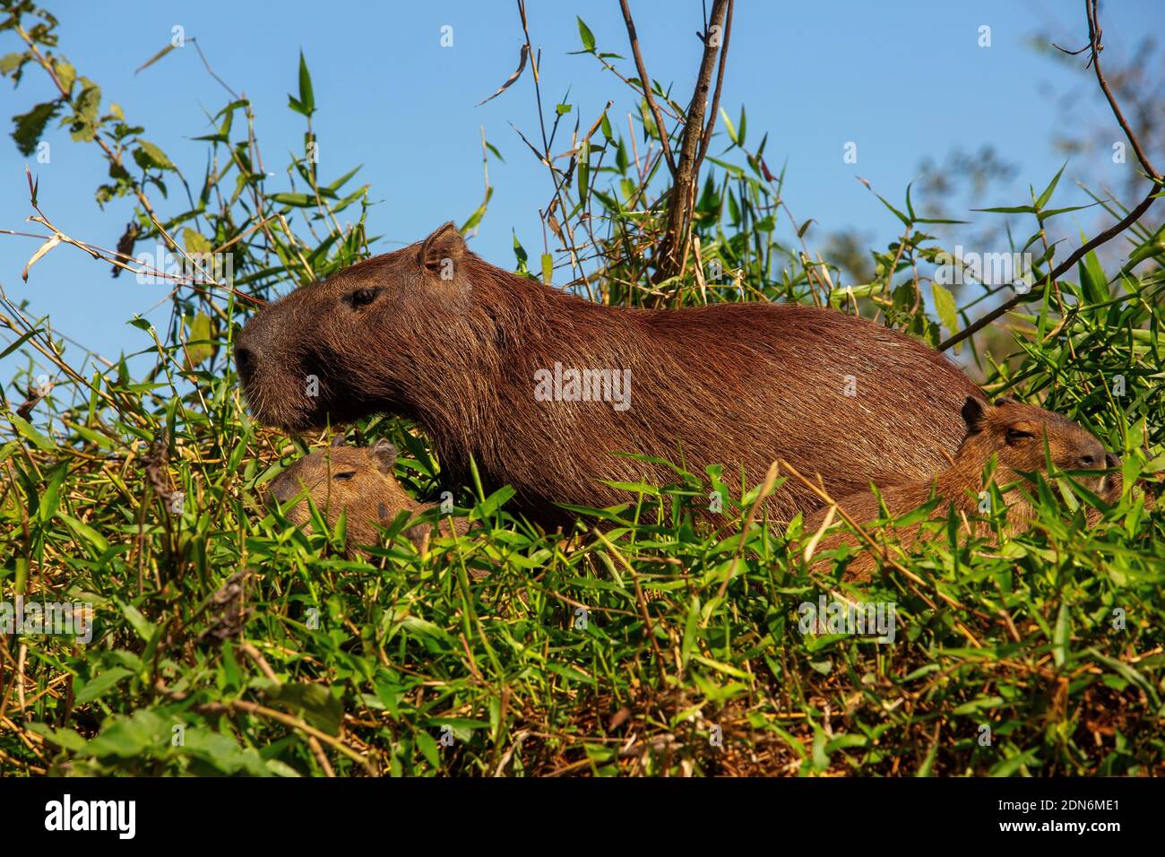 Capybaras, the biggest rodent in the world at Cuiabá river, Pantanal of ...
