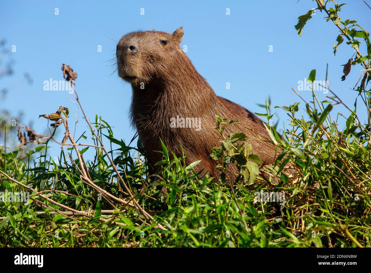 Capybaras, the biggest rodent in the world at Cuiabá river, Pantanal of ...