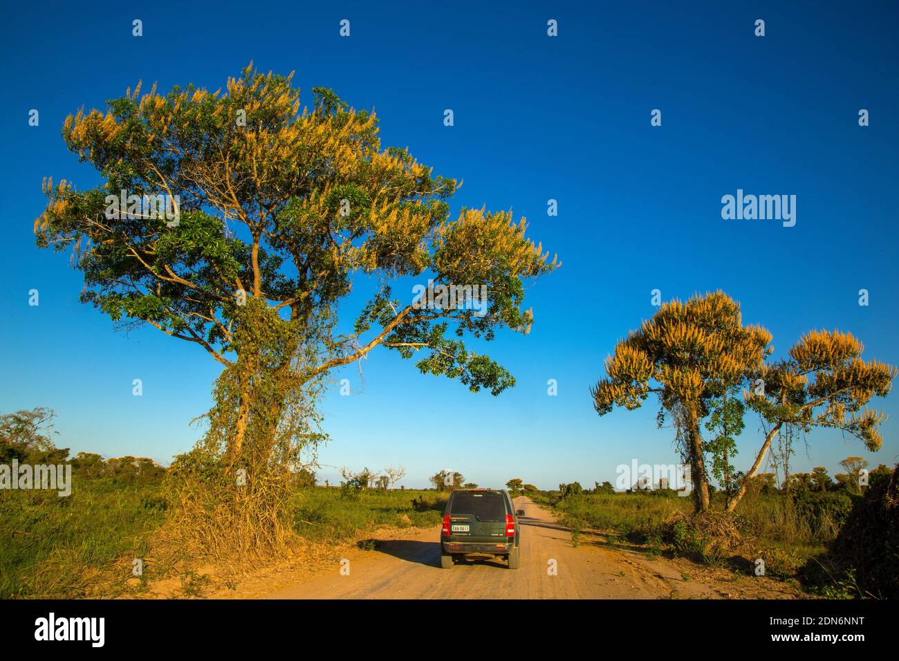 Transpantaneira road crossing the Pantanal of Mato Grosso, Brazil Stock ...