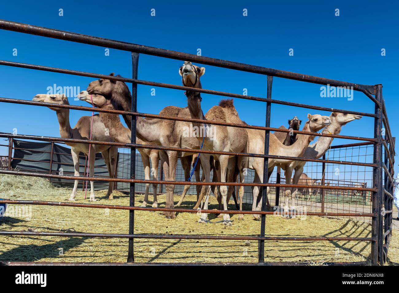 Group of camels in Al-Sarar desert, SAUDI ARABIA Stock Photo - Alamy