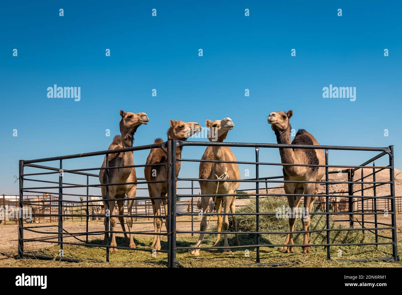 Group of camels in Al-Sarar desert, SAUDI ARABIA Stock Photo - Alamy