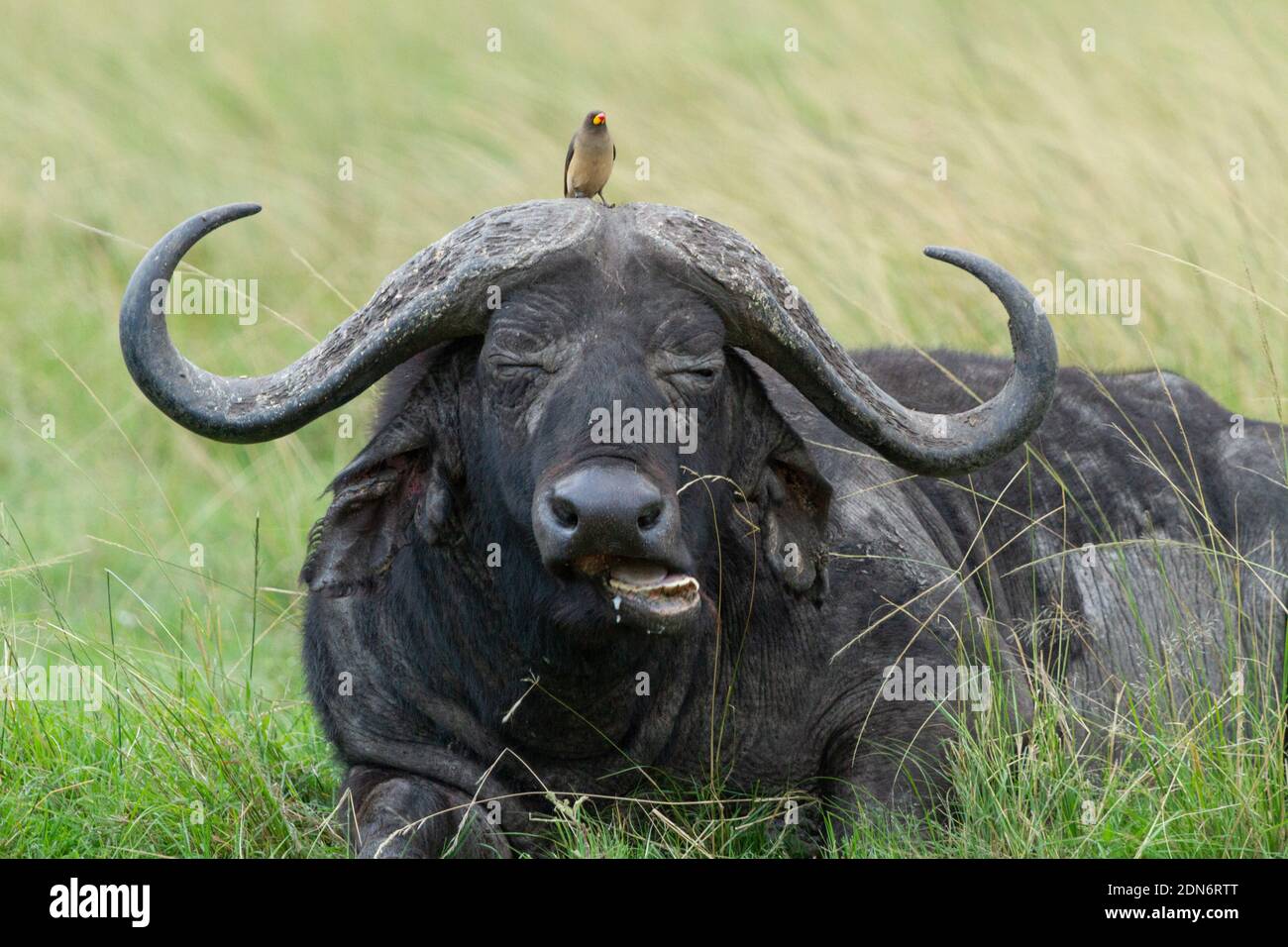 Animal mouth open buffalo hi-res stock photography and images - Alamy