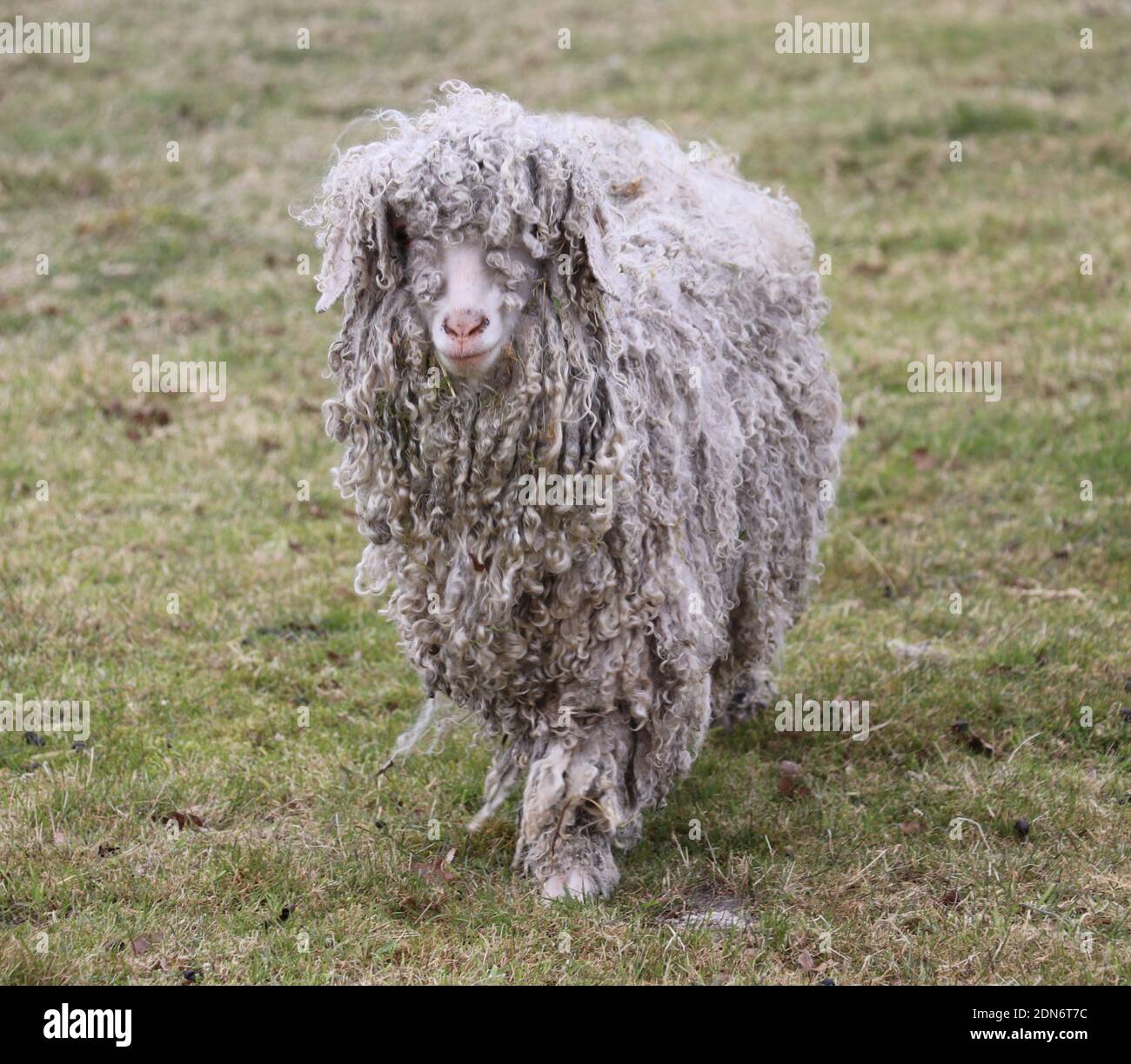Angora sheep grazing hi-res stock photography and images - Alamy