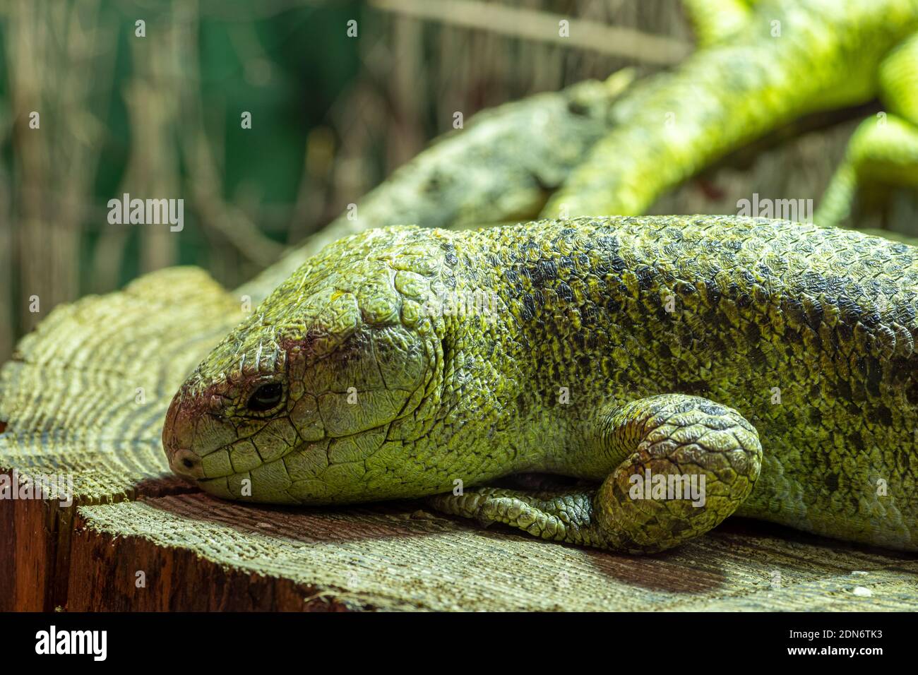 Solomon skink hi-res stock photography and images - Alamy