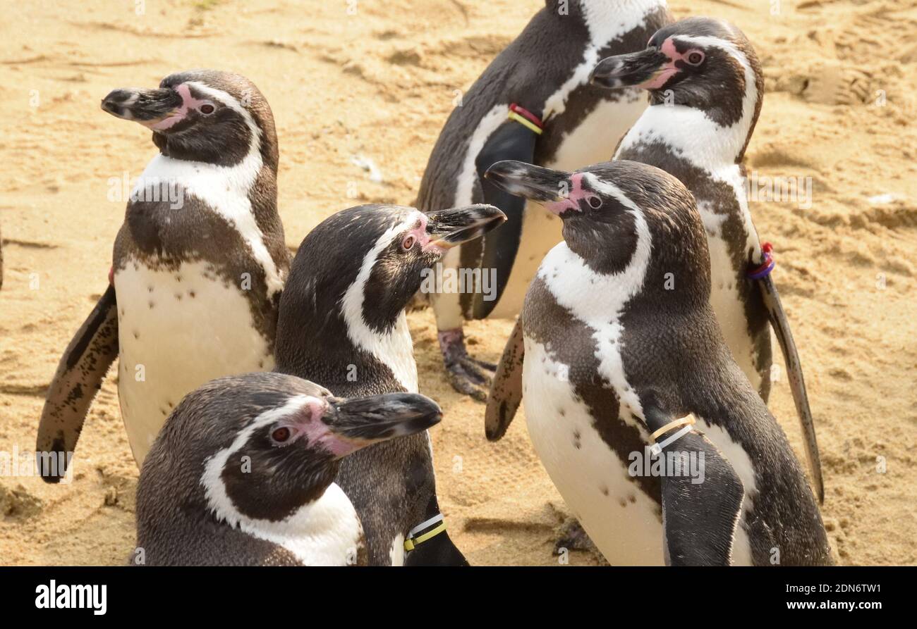 Discussion animals hi-res stock photography and images - Alamy