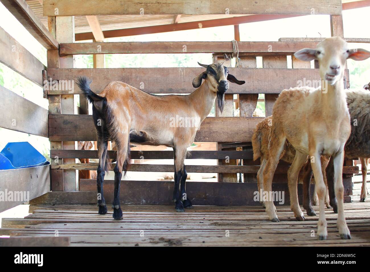 A Goat In The Barn Stock Photo - Alamy