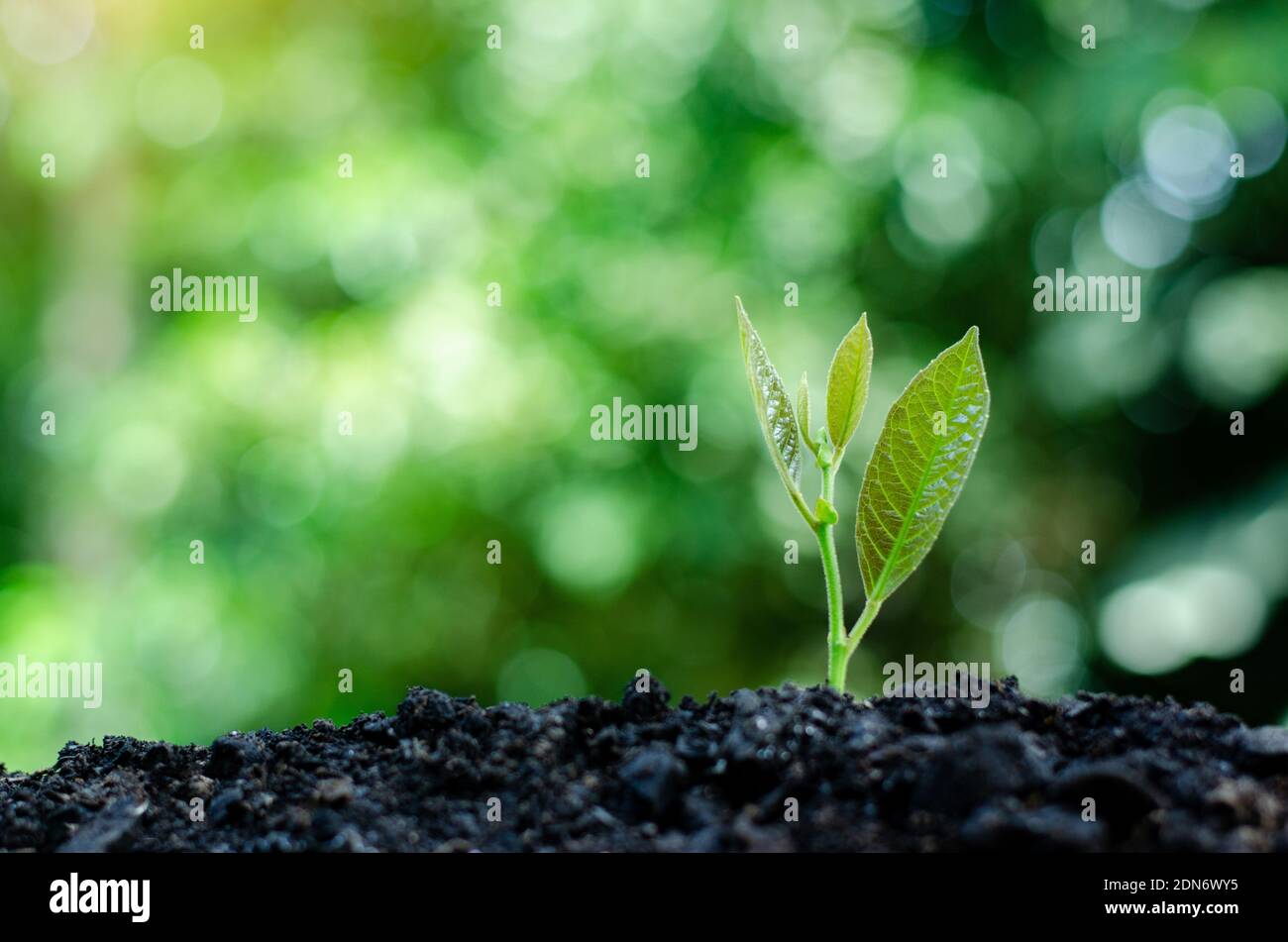 Close-up Of Small Plant Growing On Soil Stock Photo - Alamy