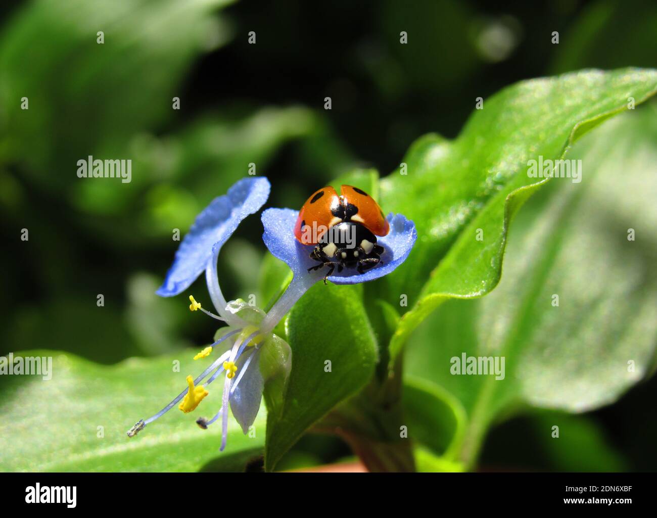 Ladybug purple flower animal wildlife hi-res stock photography and ...
