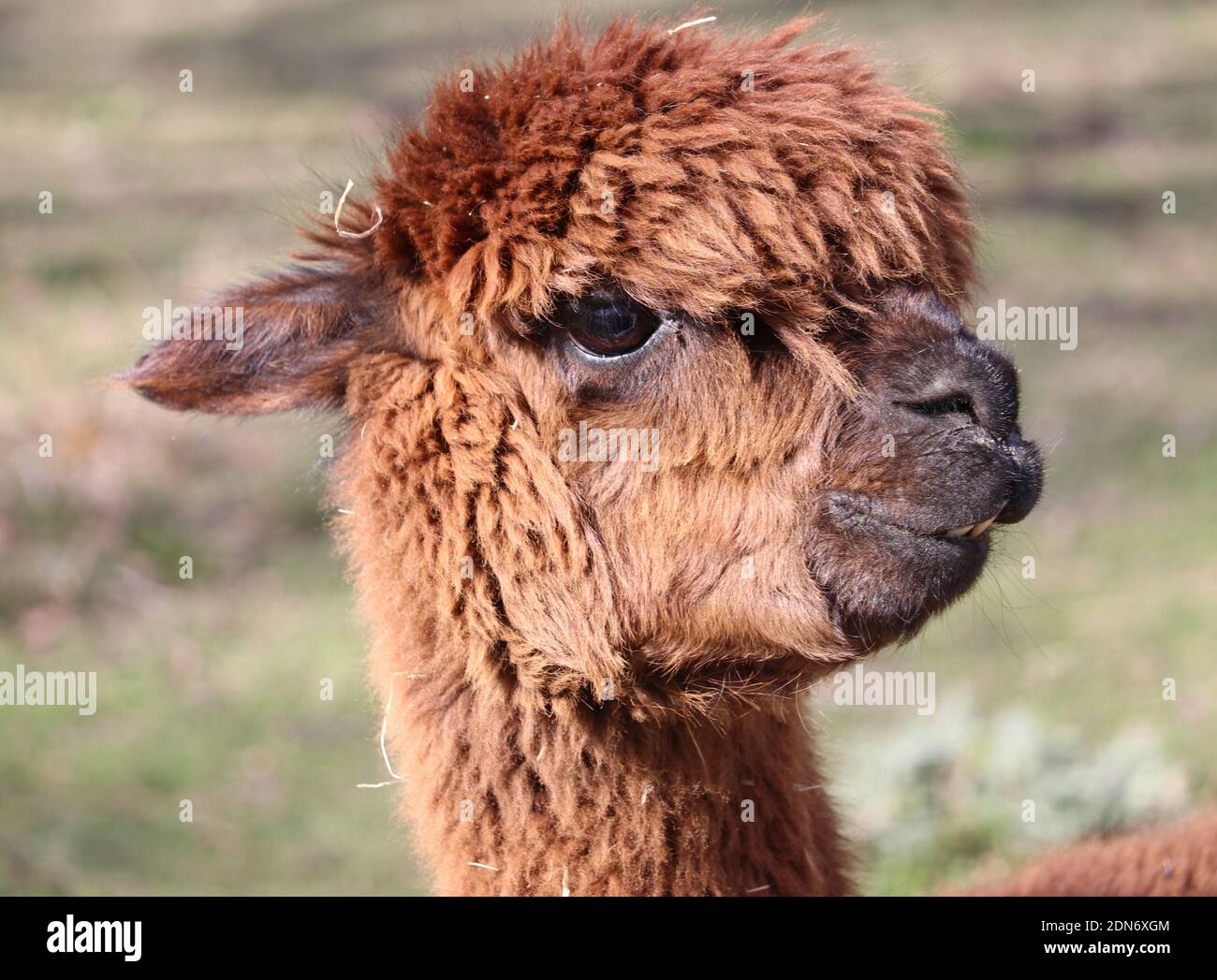 Alpaca headshot hi-res stock photography and images - Alamy